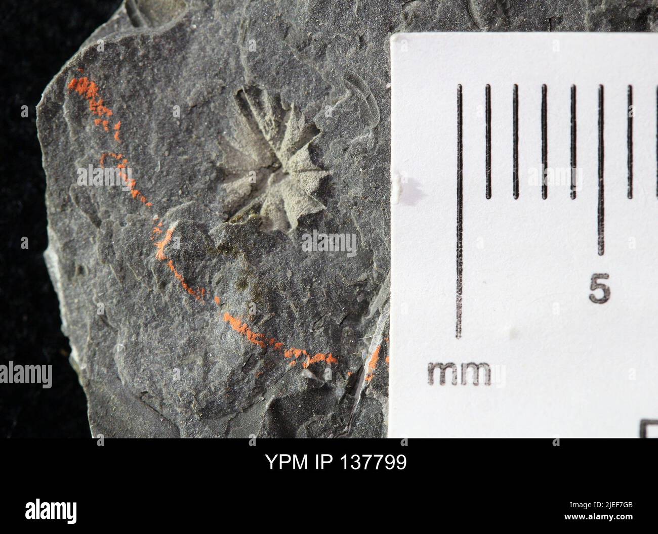 Eocystites primaevus animalia hi-res stock photography and images - Alamy