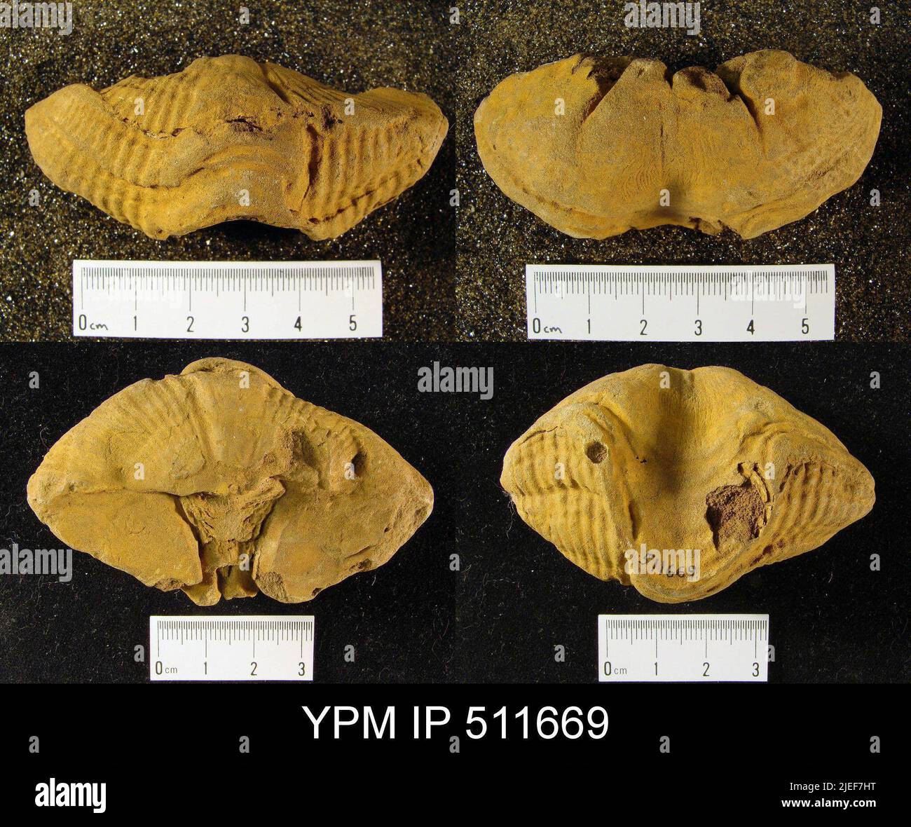 Syringothyris texta Hall, 1857 Stock Photo - Alamy