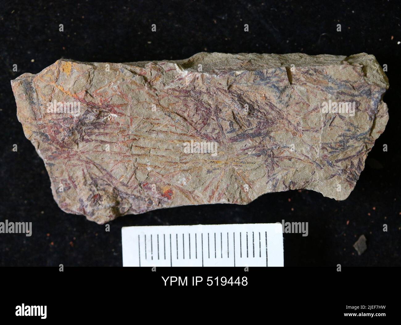 Graptolithina graptolites hi-res stock photography and images - Alamy