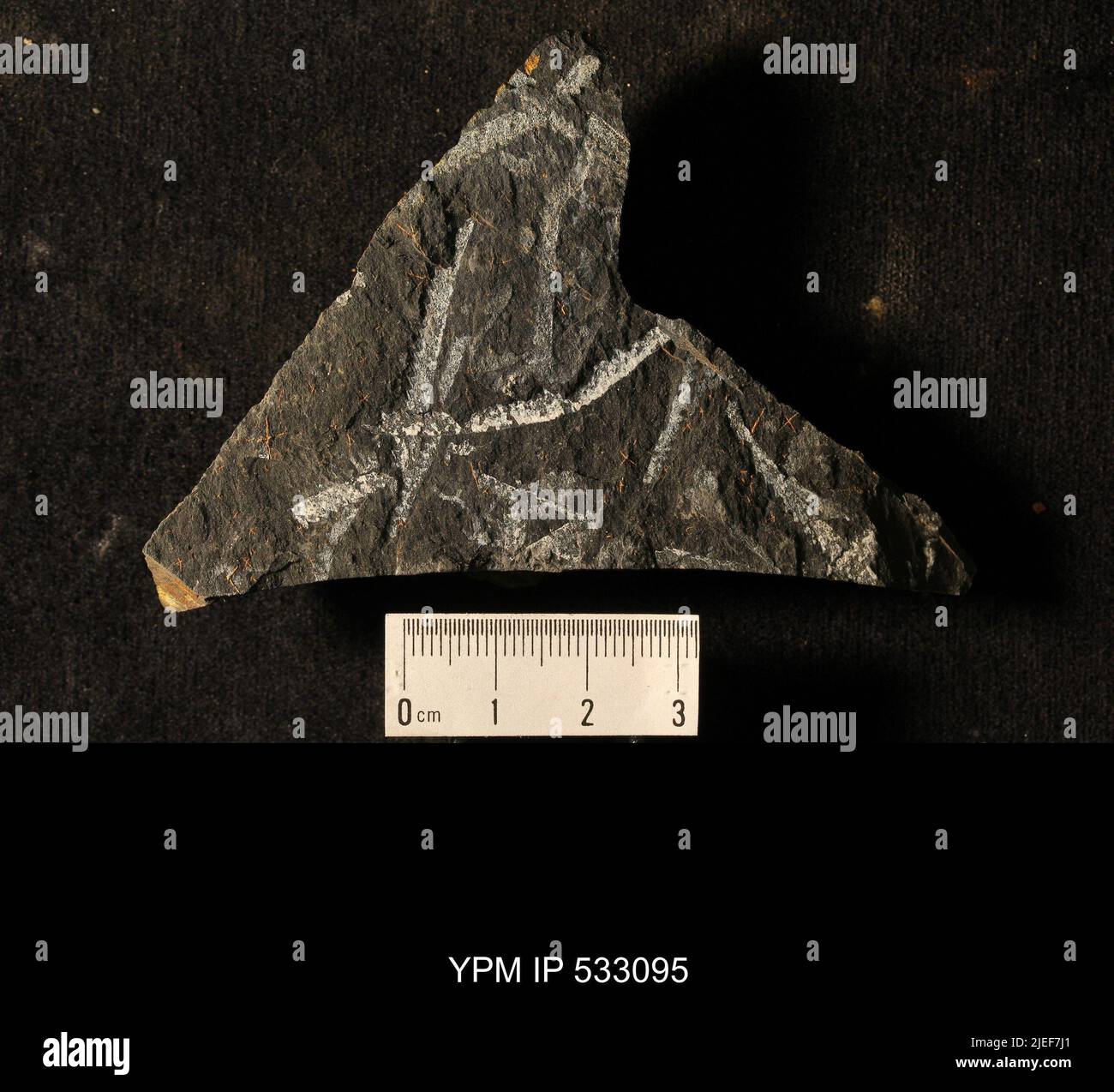 Graptolithina; Assemblage includes Phyllograptus, Isograptus ...