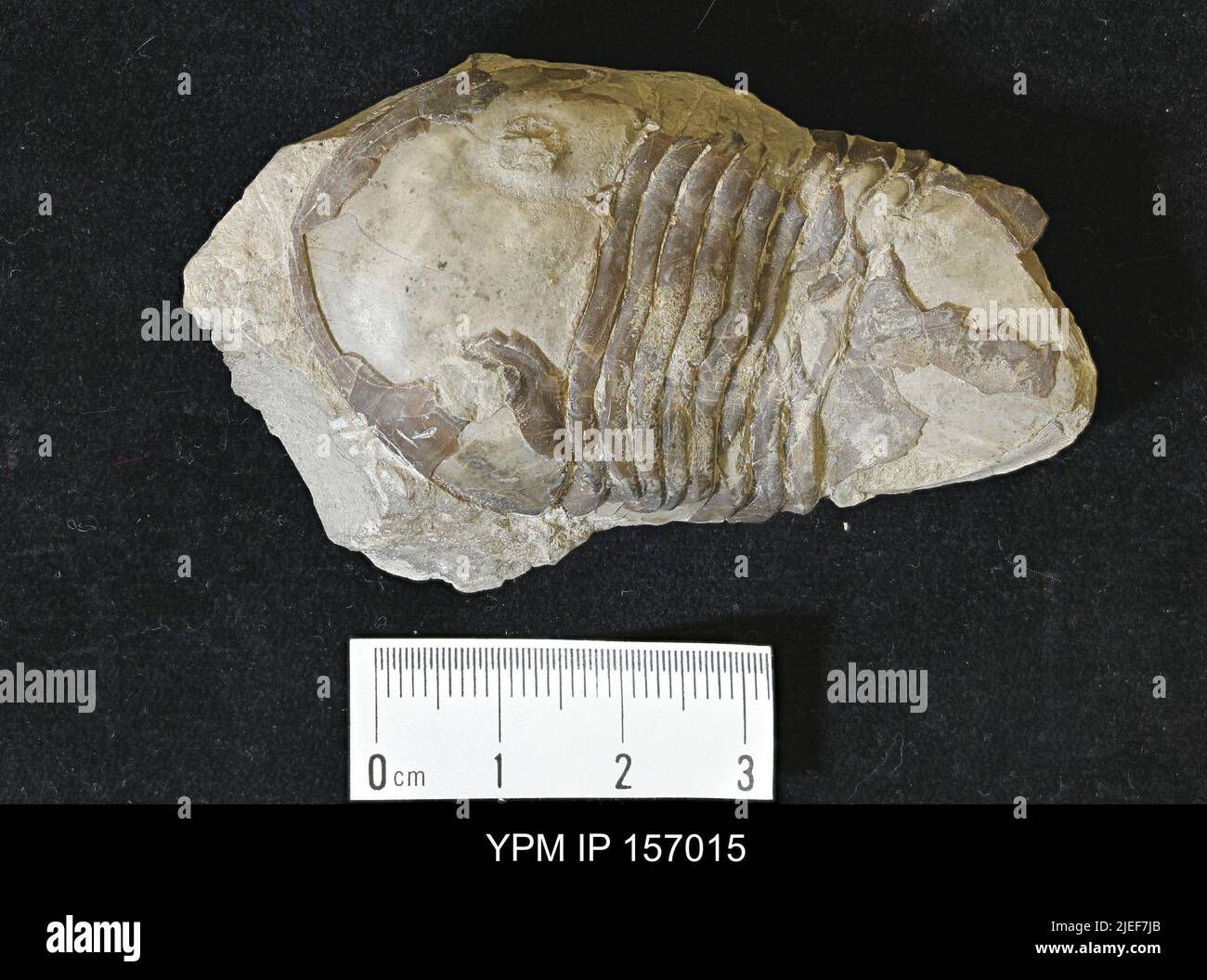 Isotelus platycephalus Stokes Stock Photo - Alamy