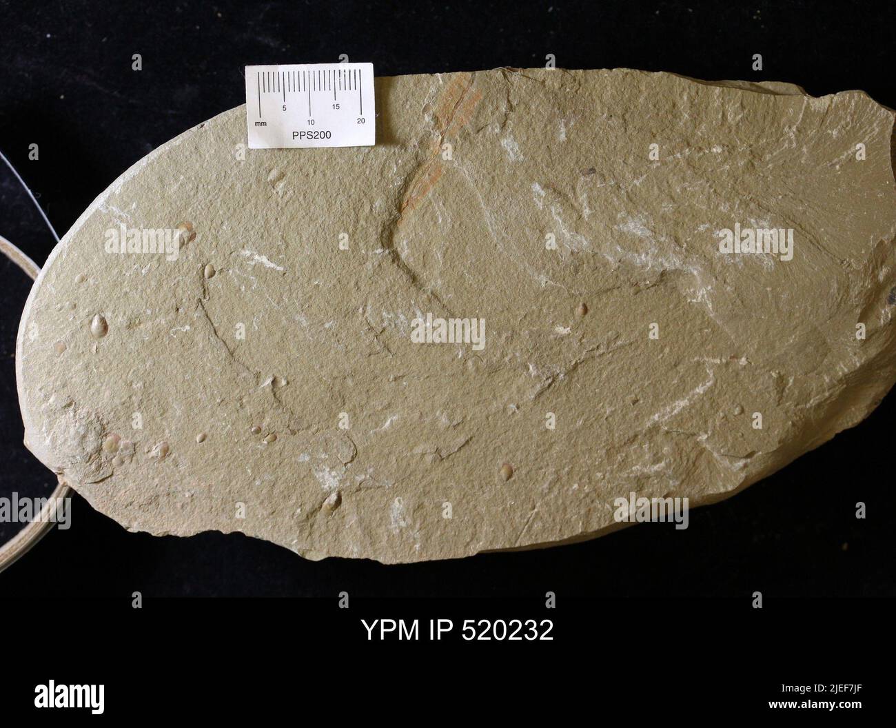 Lingulida hi-res stock photography and images - Alamy