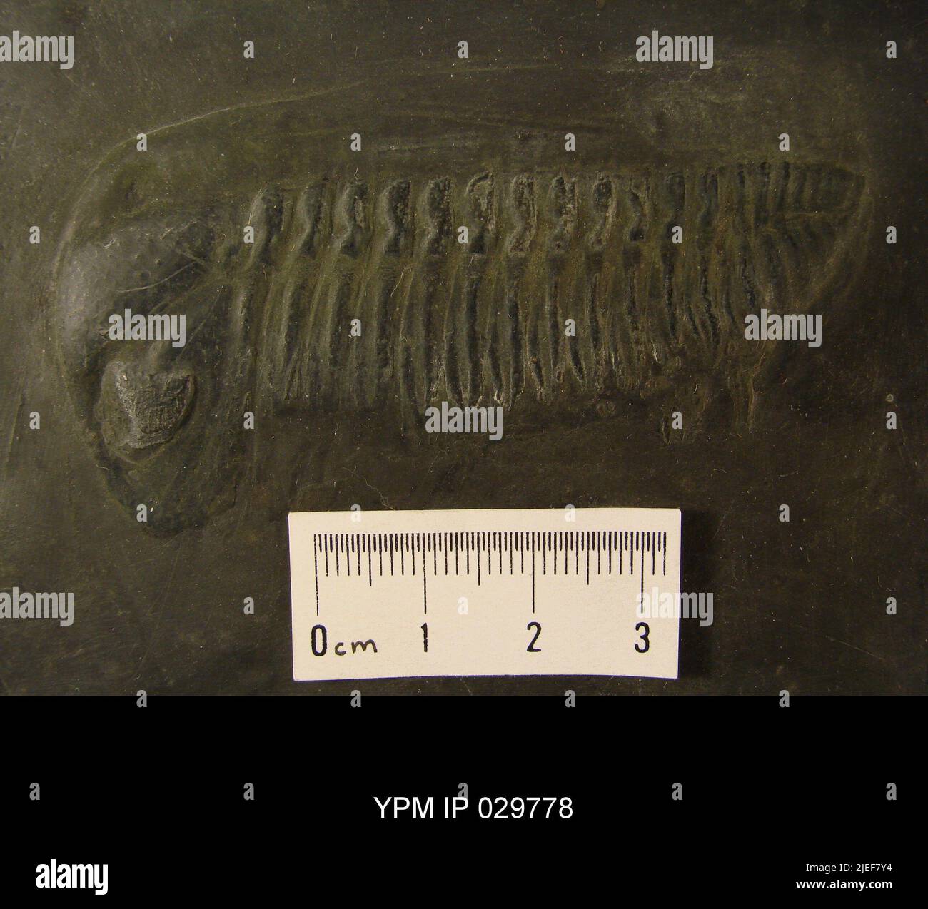 Trilobites eyes hi-res stock photography and images - Alamy
