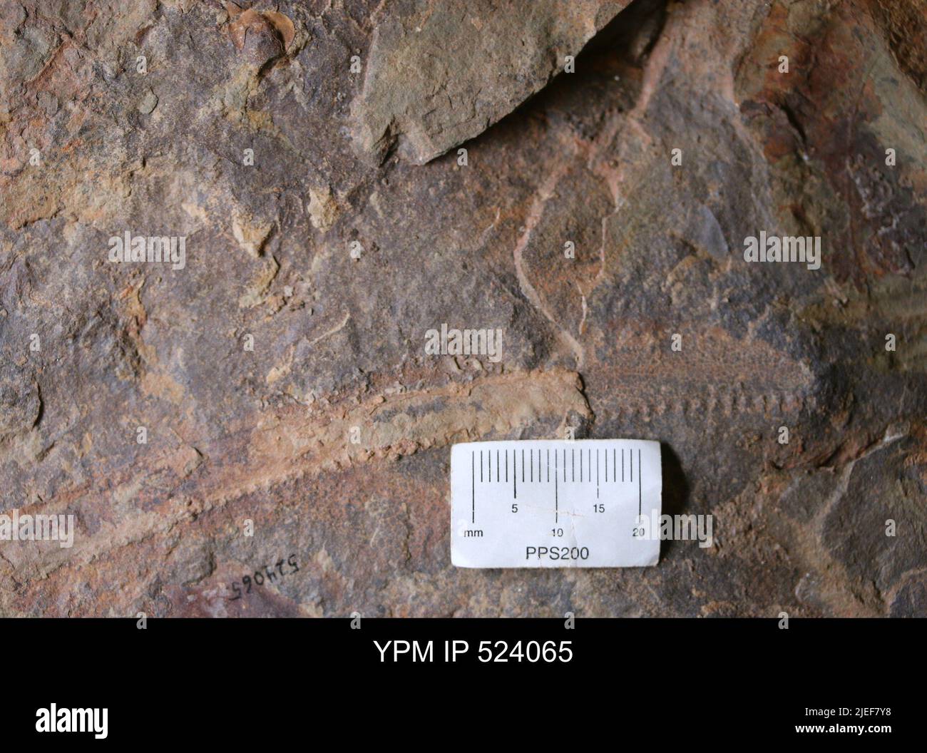 Jointed appendages hi-res stock photography and images - Alamy