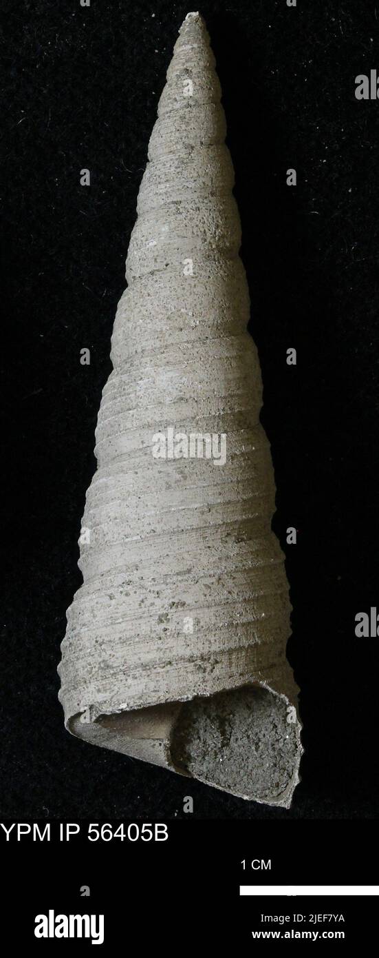 Turritella sp animalia hi-res stock photography and images - Alamy