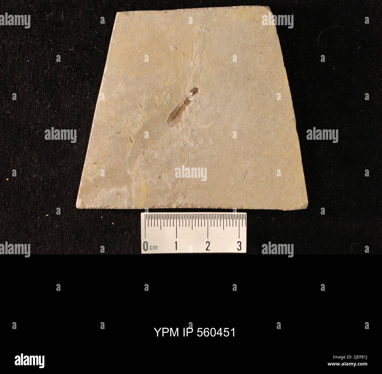 Plecoptera hi-res stock photography and images - Alamy