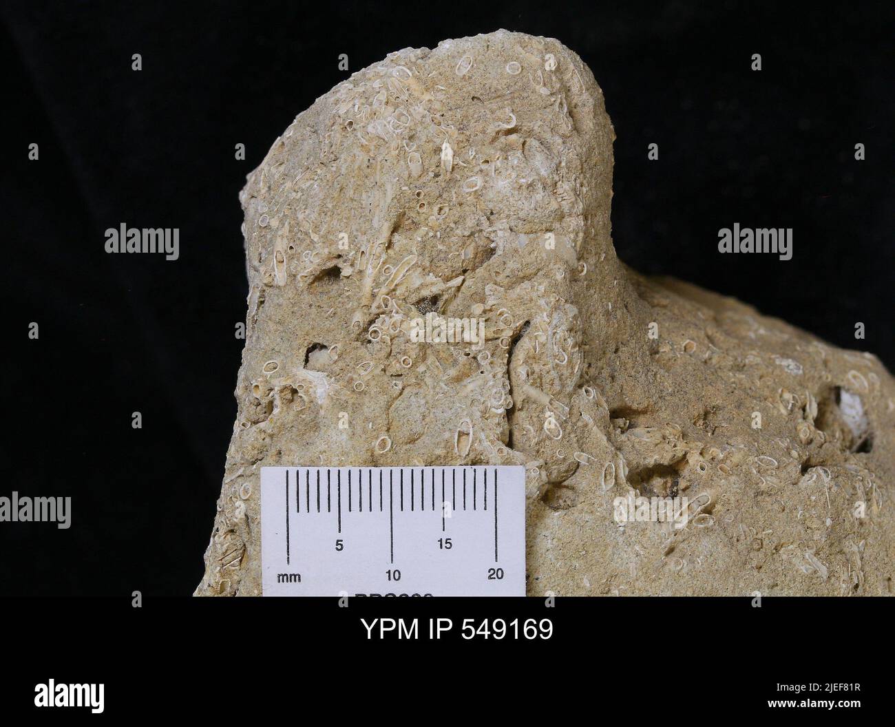 Undet serpulidae animalia hi-res stock photography and images - Alamy