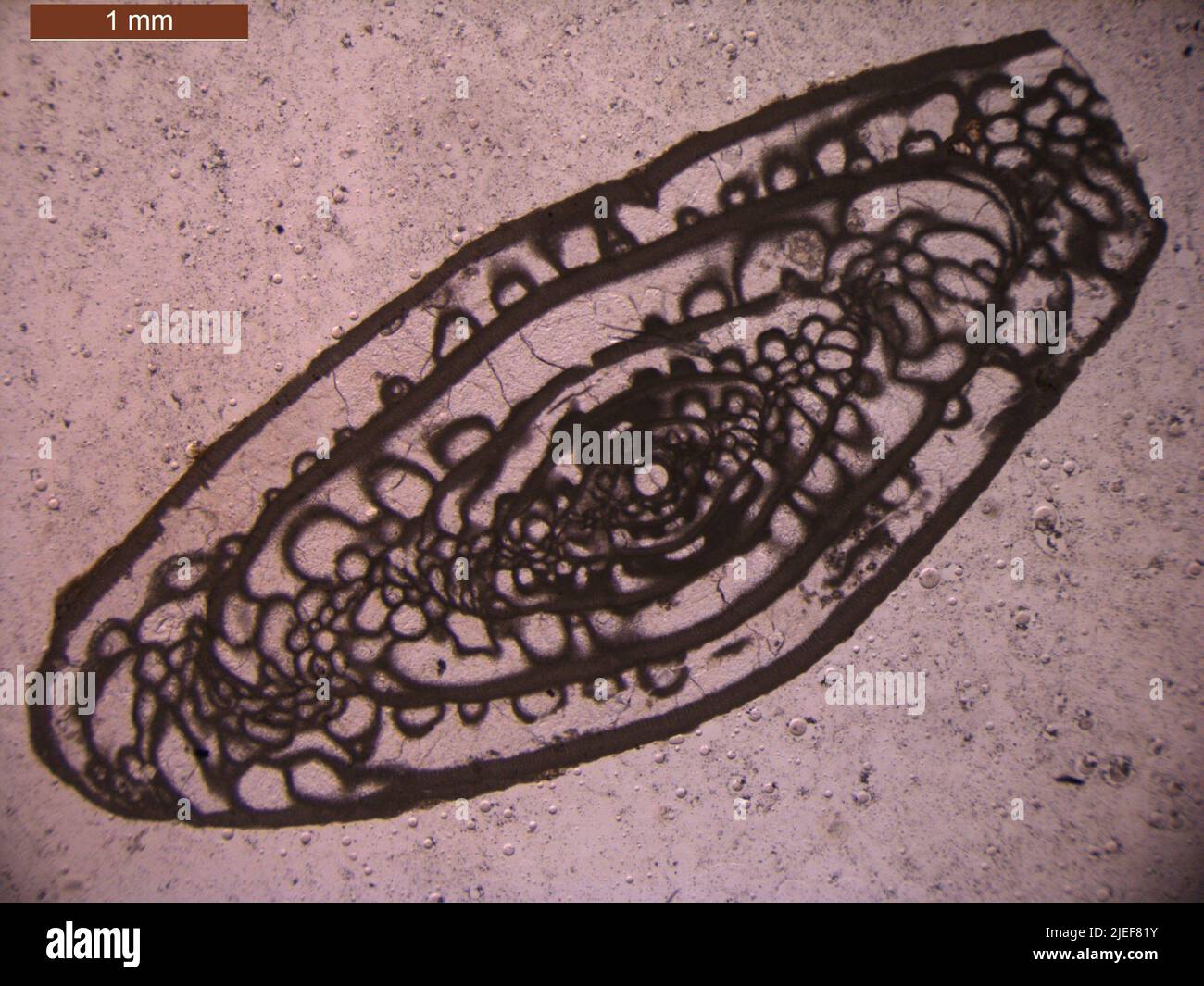 Triticites powwowensis Dunbar & Skinner Stock Photo - Alamy