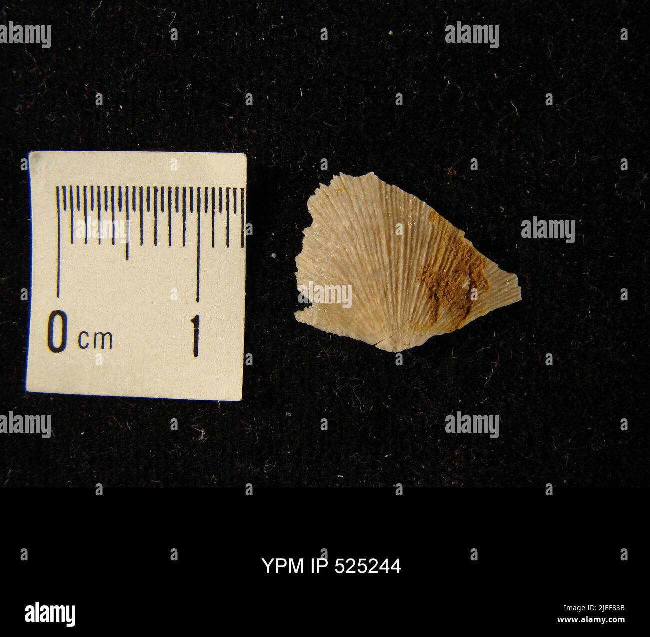 Taphonomy hi-res stock photography and images - Alamy