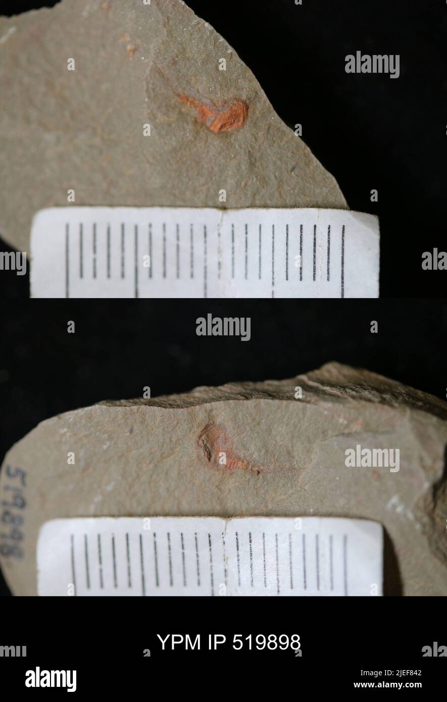 Xiphosurida hi-res stock photography and images - Alamy