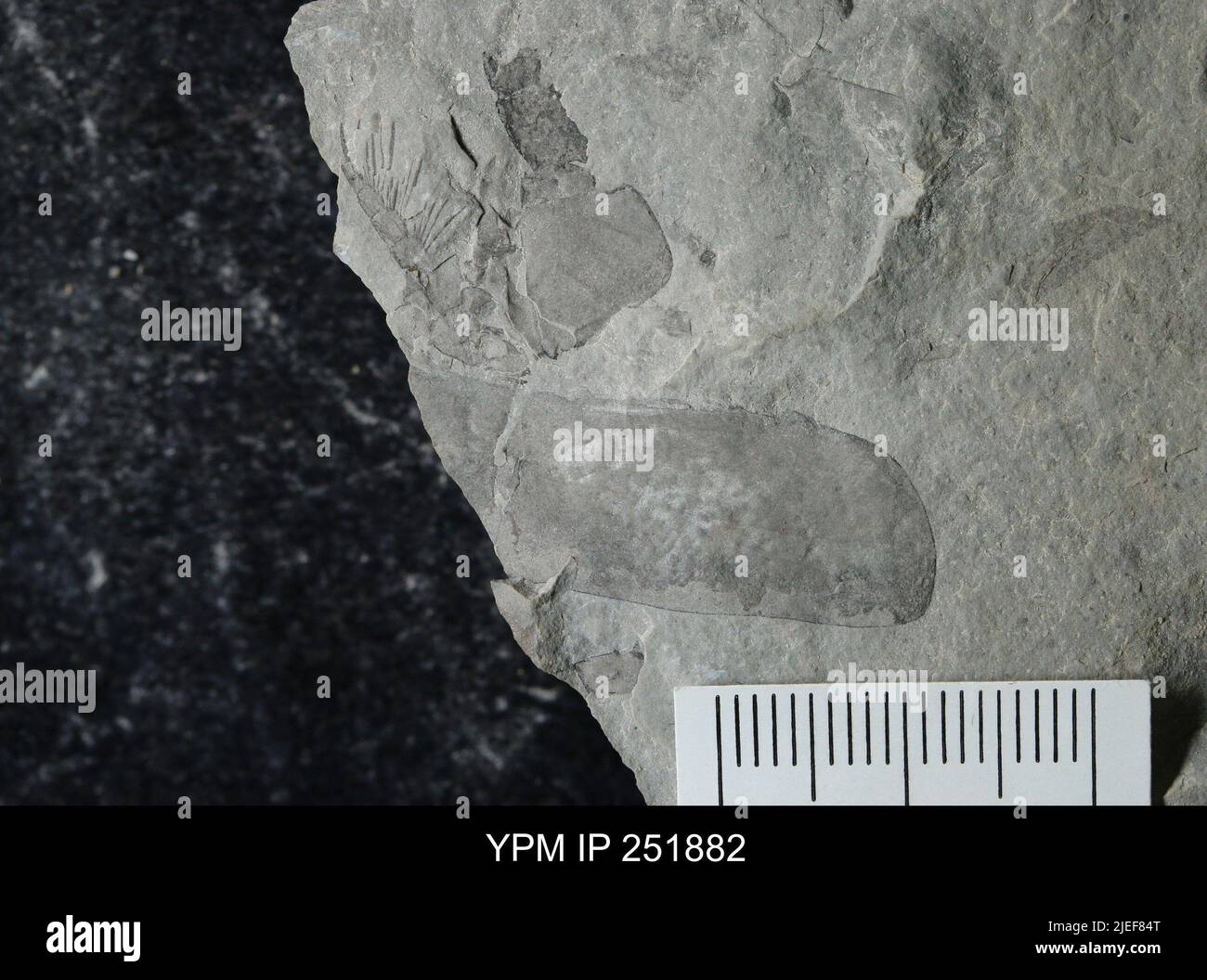 Eurypterus sp animalia hi-res stock photography and images - Alamy