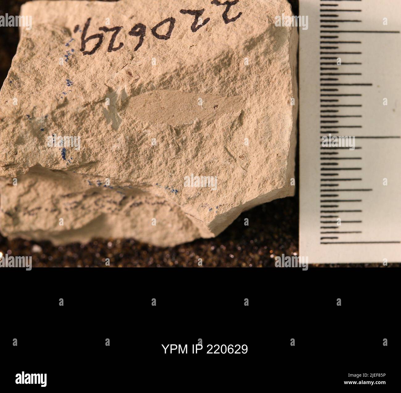 Probnis speciosa Sellards. IPB.05168: Kansas. Dickinson County. Elmo ...