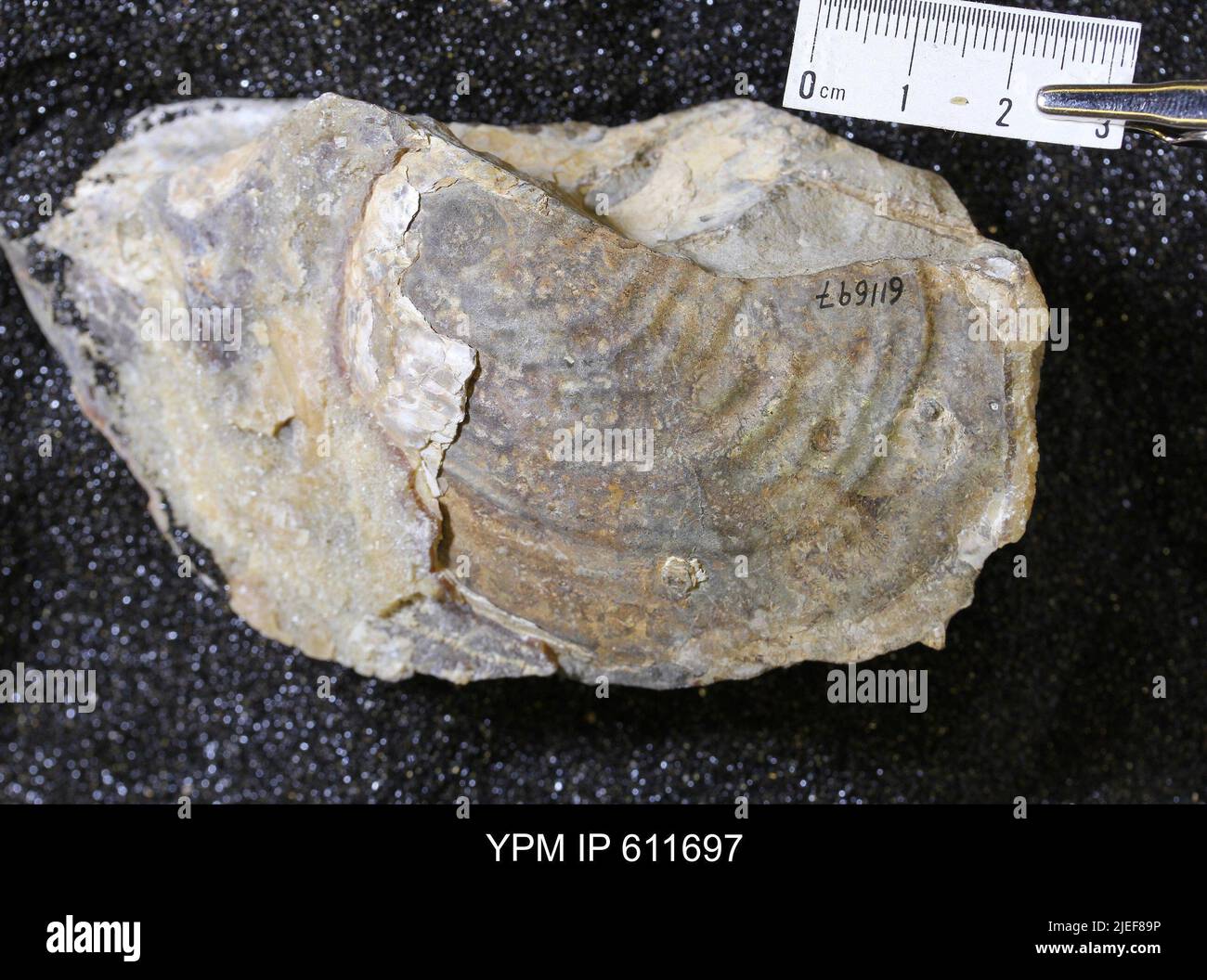 Inoceramus sp animalia hi-res stock photography and images - Alamy