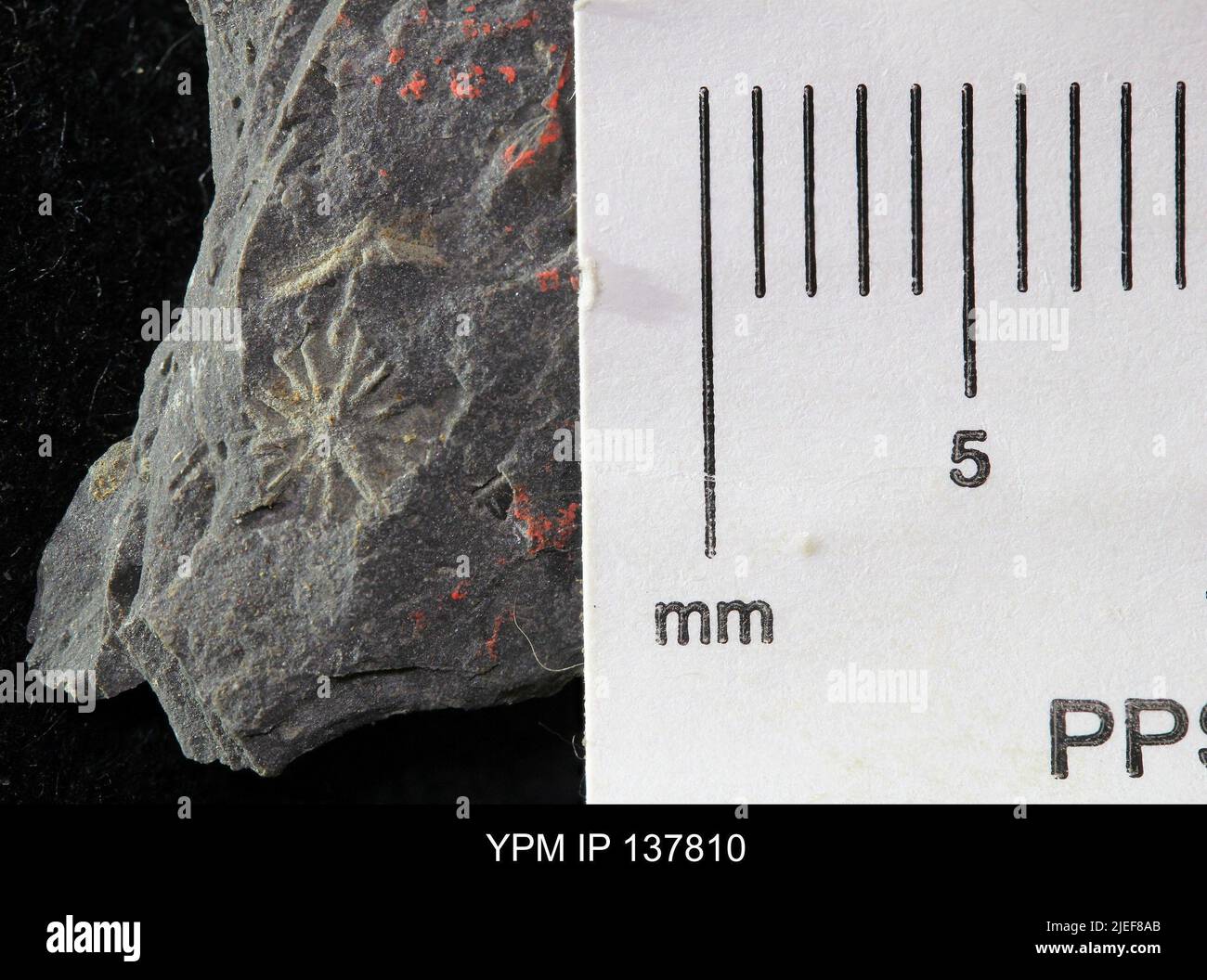 Eocystites primaevus animalia hi-res stock photography and images - Alamy