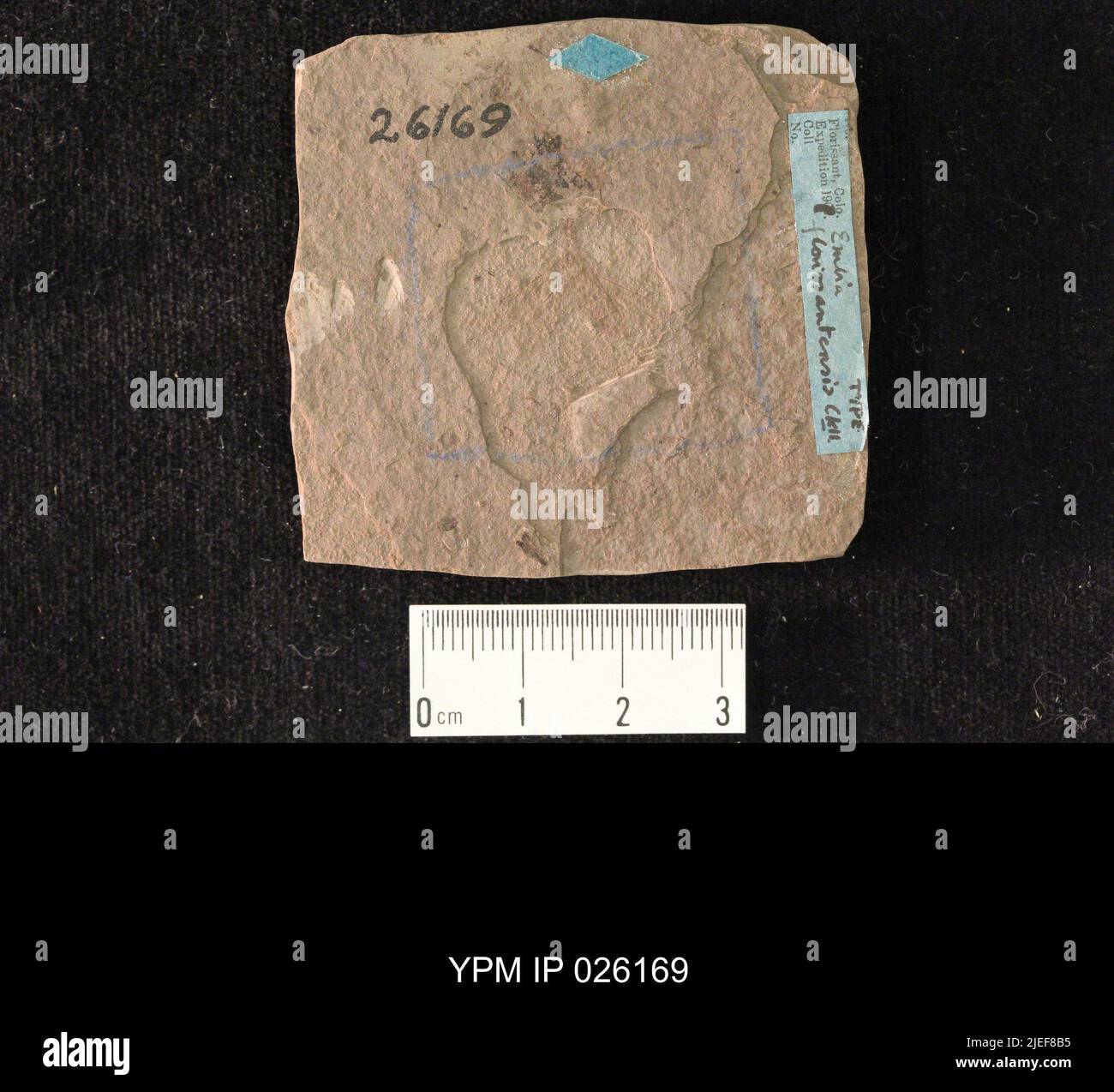 Embia florissantensis cockerell hi-res stock photography and images - Alamy