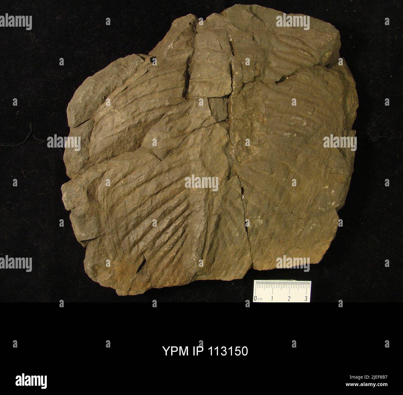 Asaphus nobilis Barrande Stock Photo - Alamy