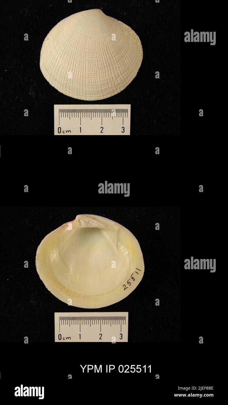 Codakia codakia orbicularis linnaeus animalia hi-res stock photography ...