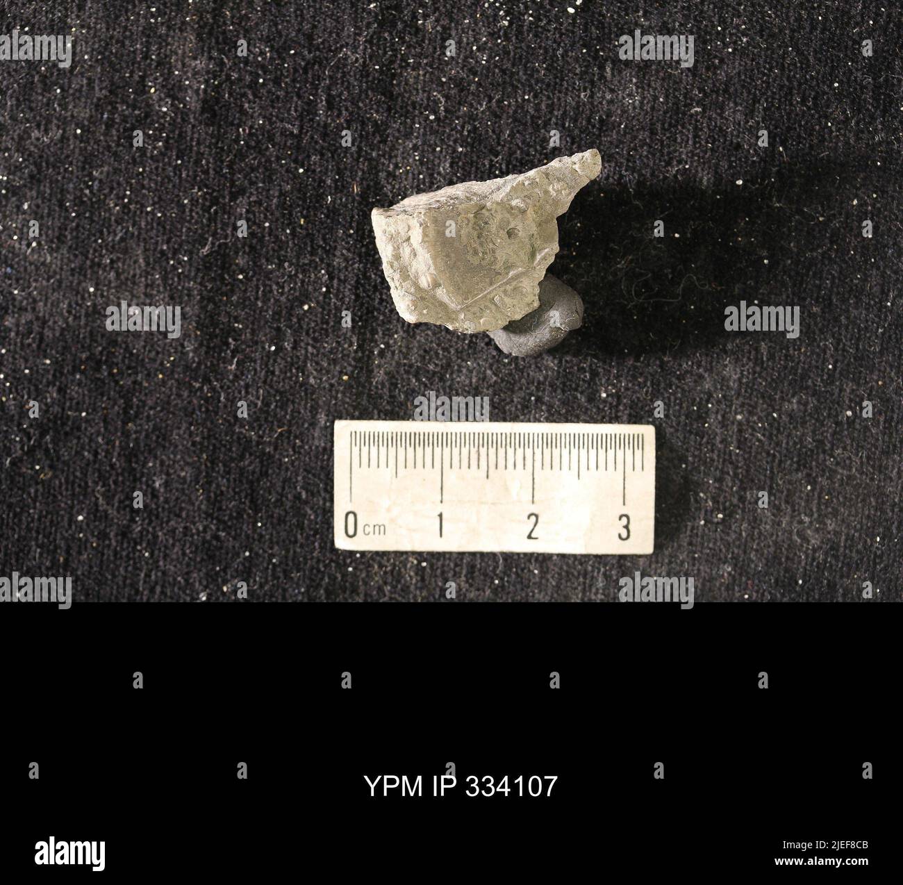 1874 animalia hi-res stock photography and images - Alamy