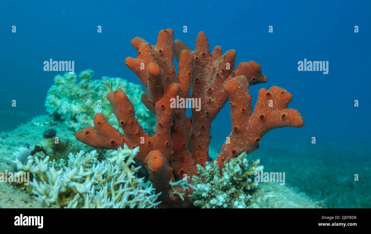 Red Sea, Egypt. 26th June, 2022. Close-up of the Red Toxic Finger ...