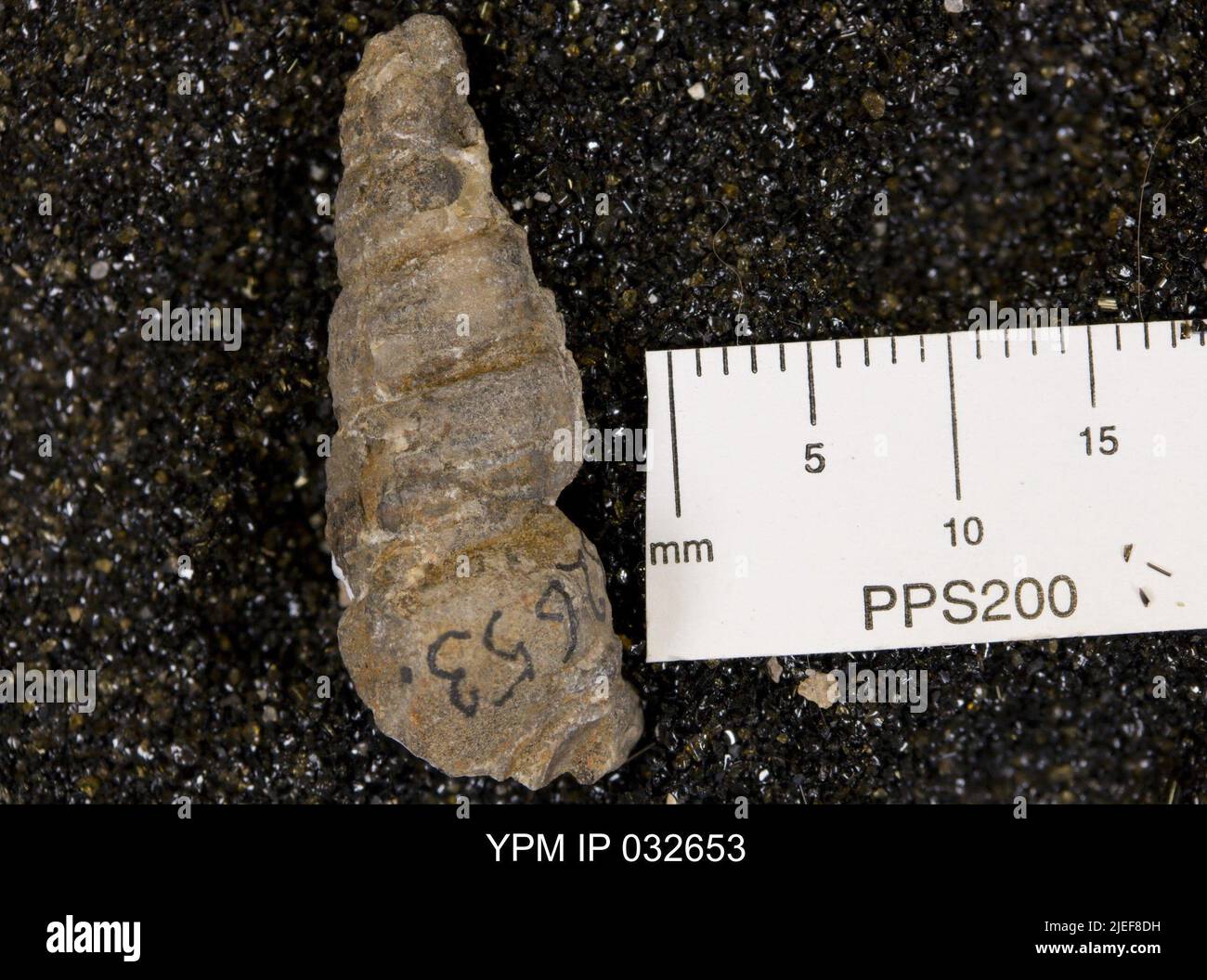 Mesalia kansasensis Meek Stock Photo - Alamy