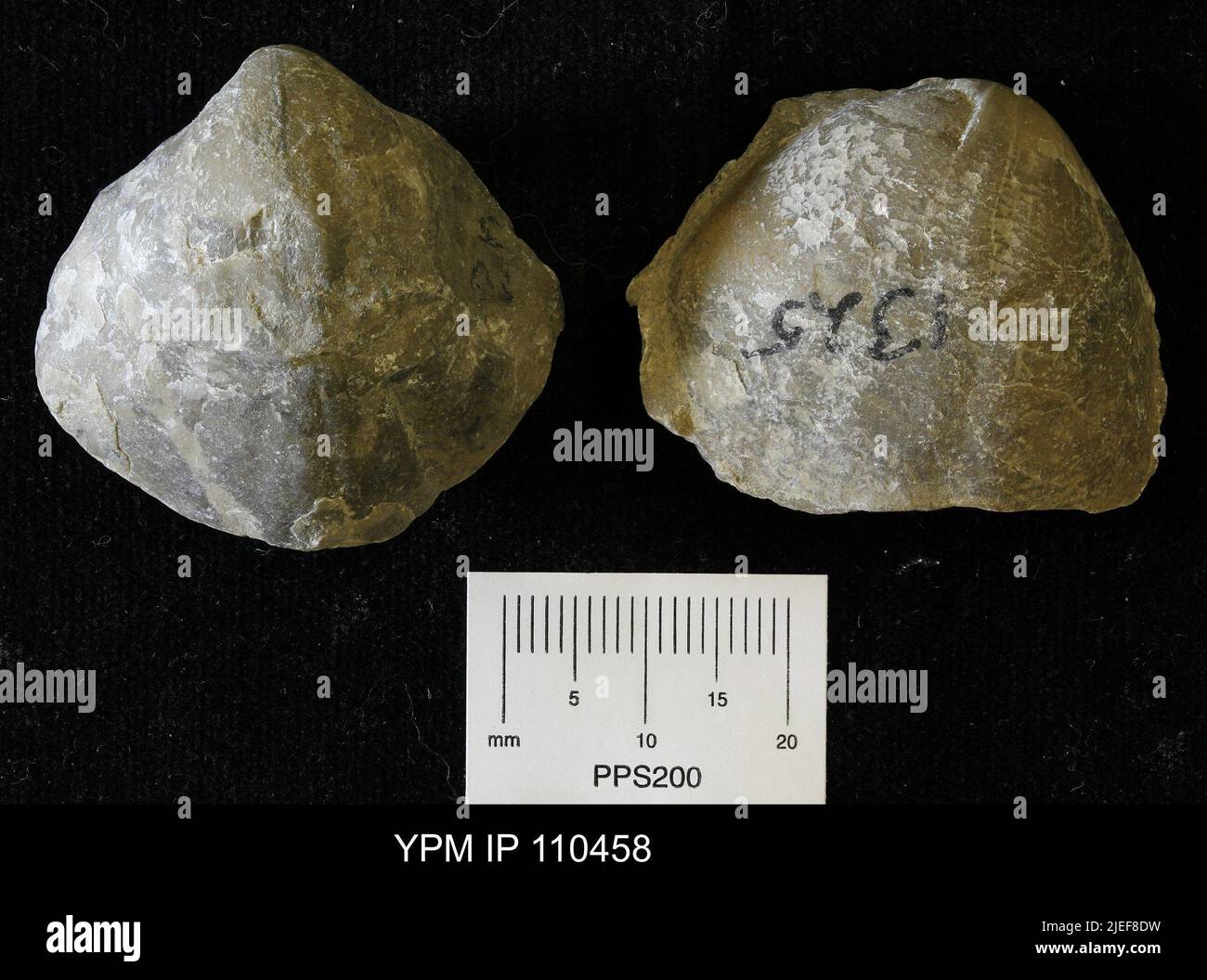 Pentamerus oblongus (Sowerby Stock Photo - Alamy