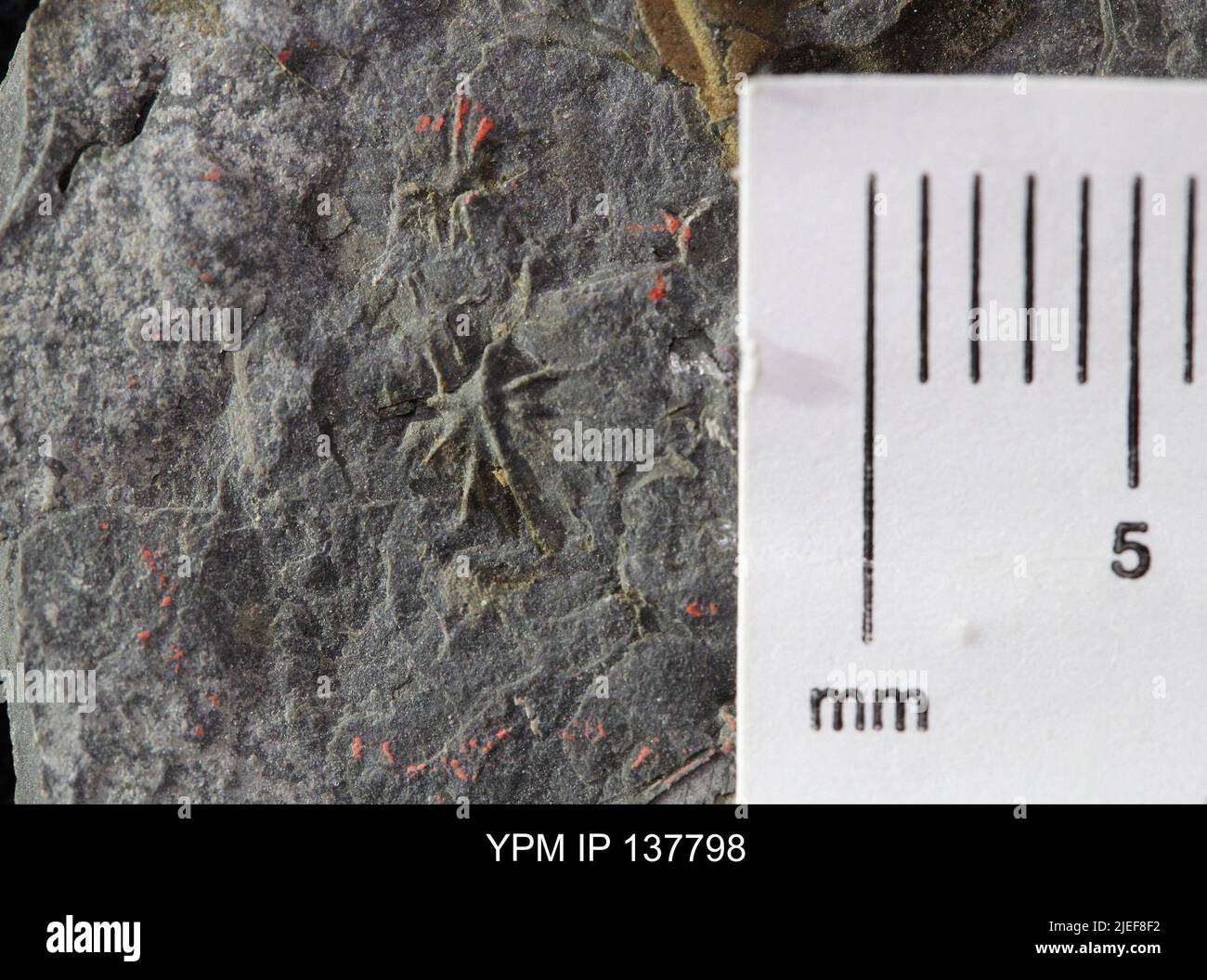 Eocystites primaevus animalia hi-res stock photography and images - Alamy