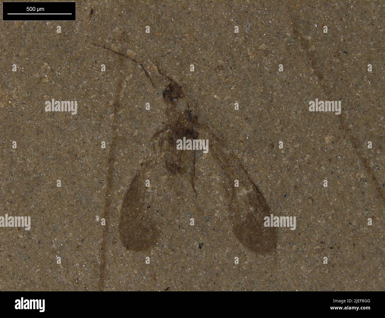 Undet psocoptera animalia hi-res stock photography and images - Alamy