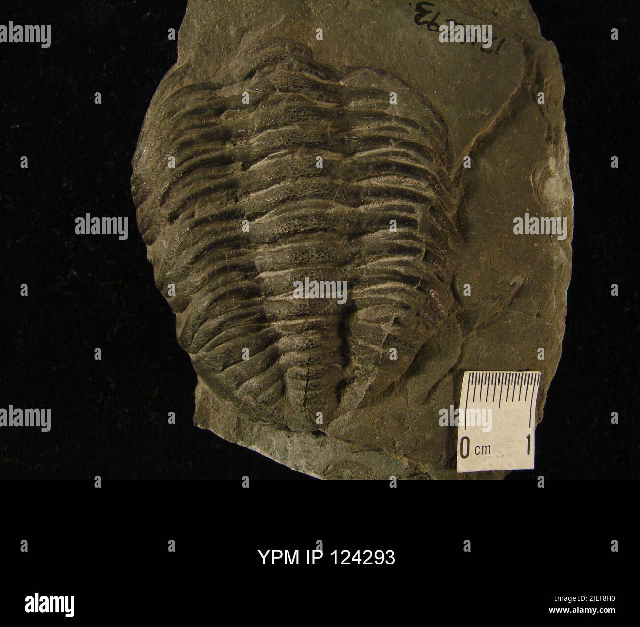 Phacops rana green animalia hi-res stock photography and images - Alamy