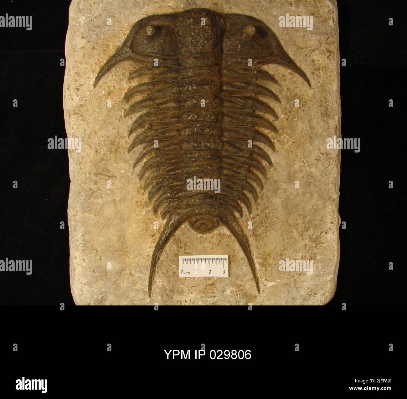 1832 animalia hi-res stock photography and images - Alamy