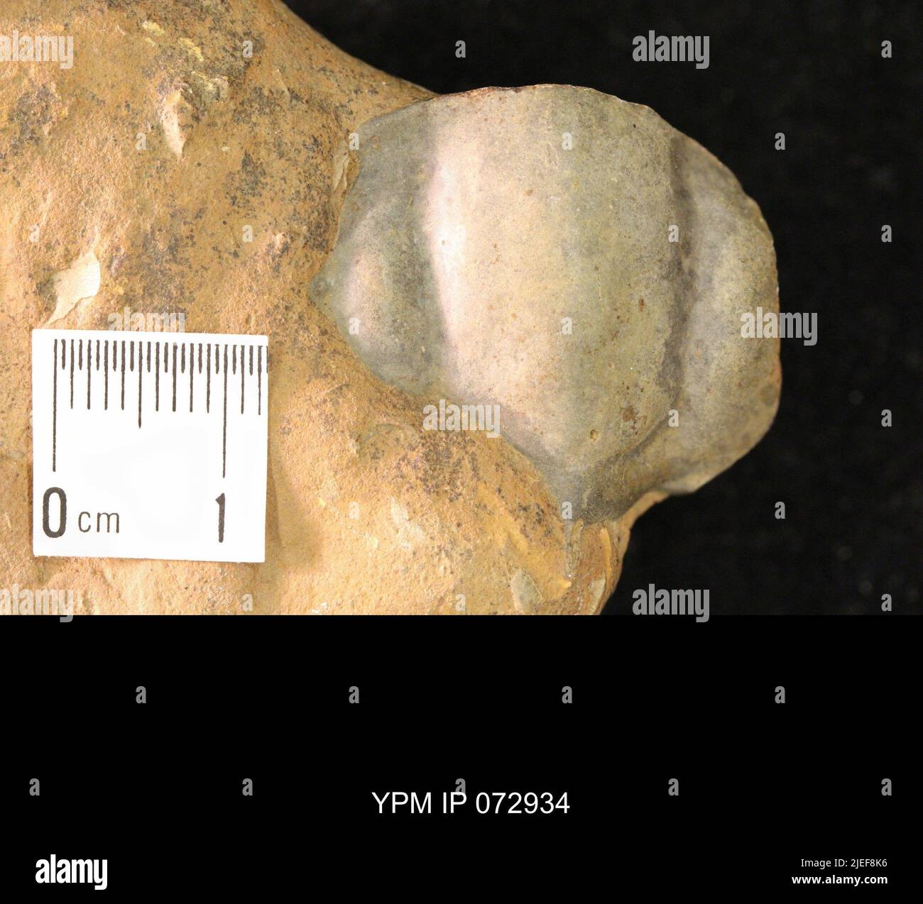 Olenoides fossil hi-res stock photography and images - Alamy