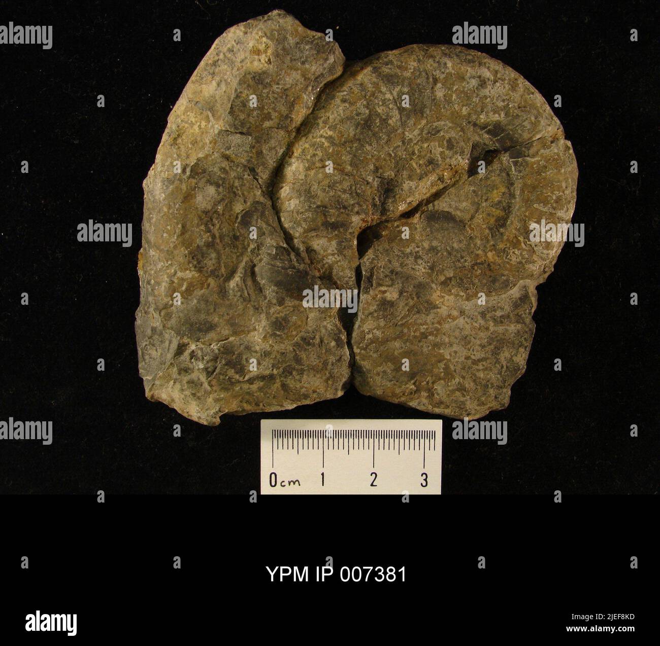 Tarphycerida hi-res stock photography and images - Alamy