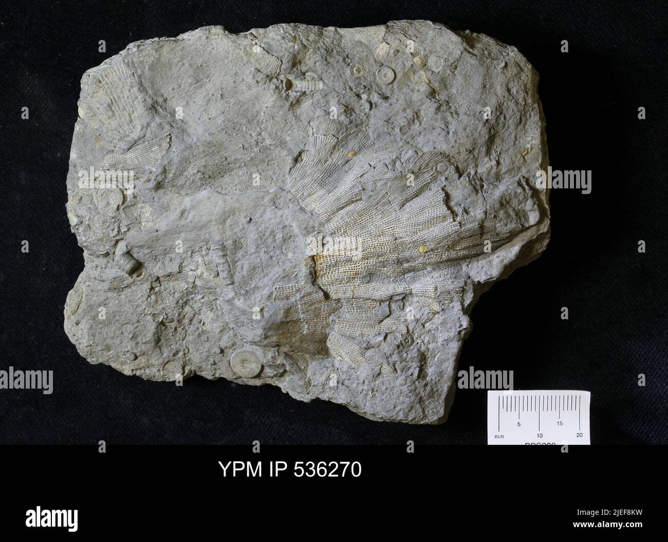 Fenestella parallela Hall, 1881 Stock Photo - Alamy