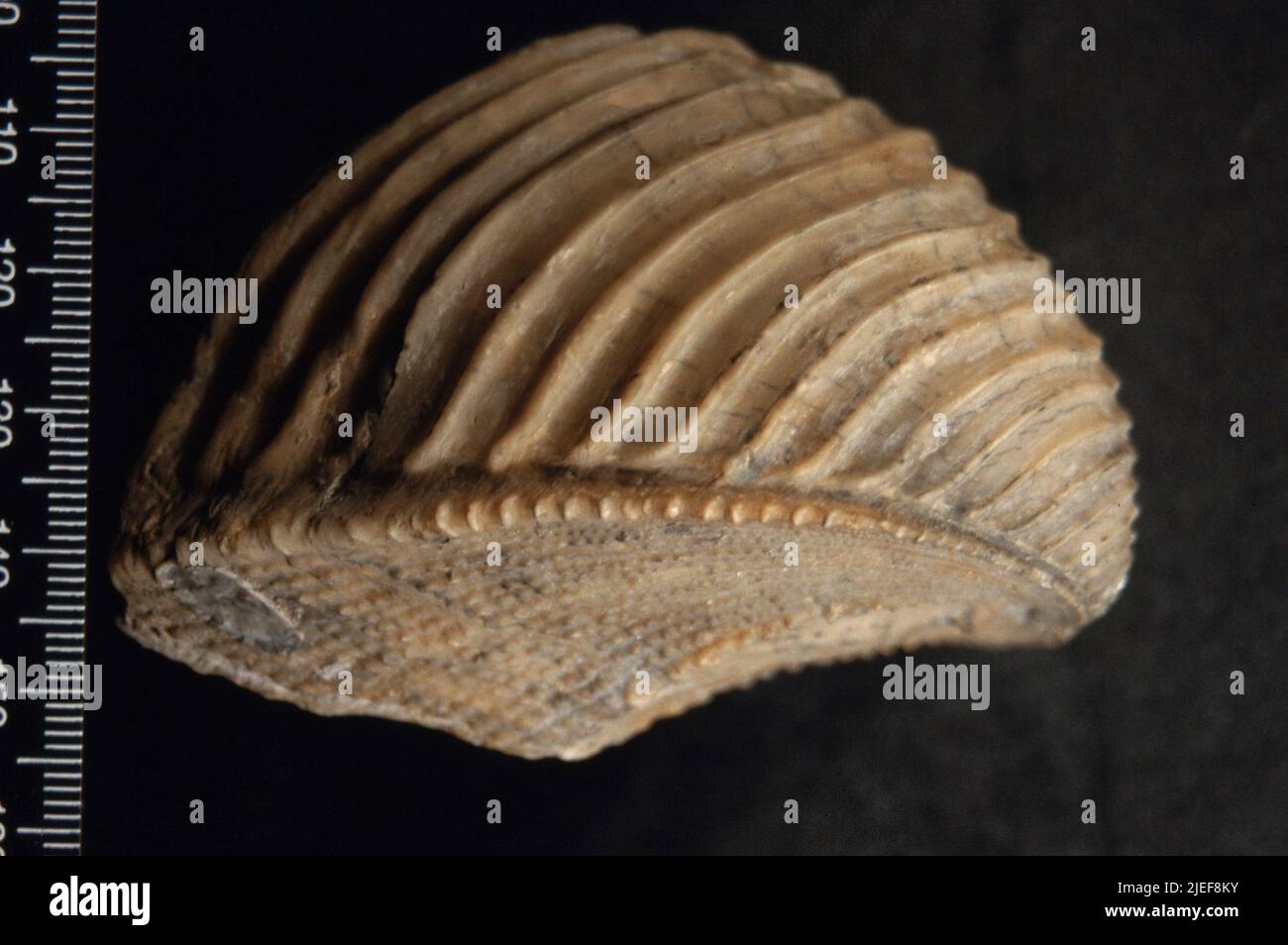 Trigonia costata Sowerby Stock Photo - Alamy