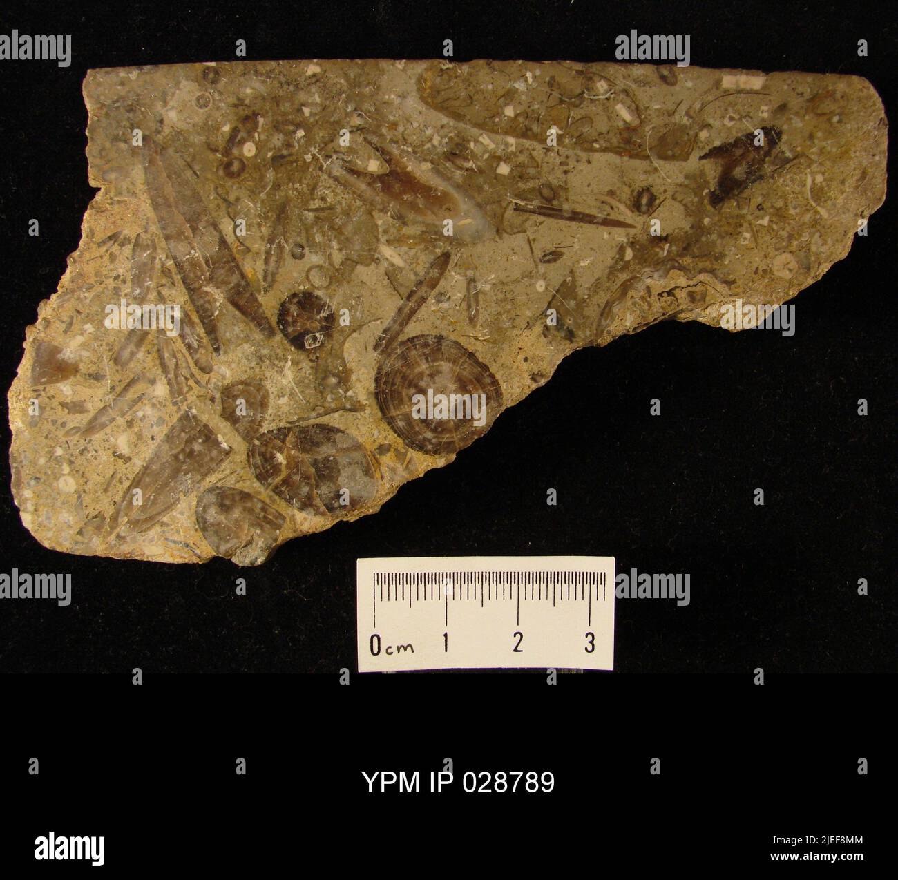 Belemnoidea hi-res stock photography and images - Alamy