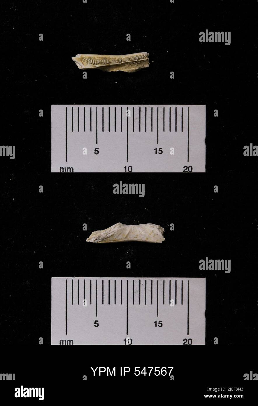 Scapharca transversa animalia hi-res stock photography and images - Alamy