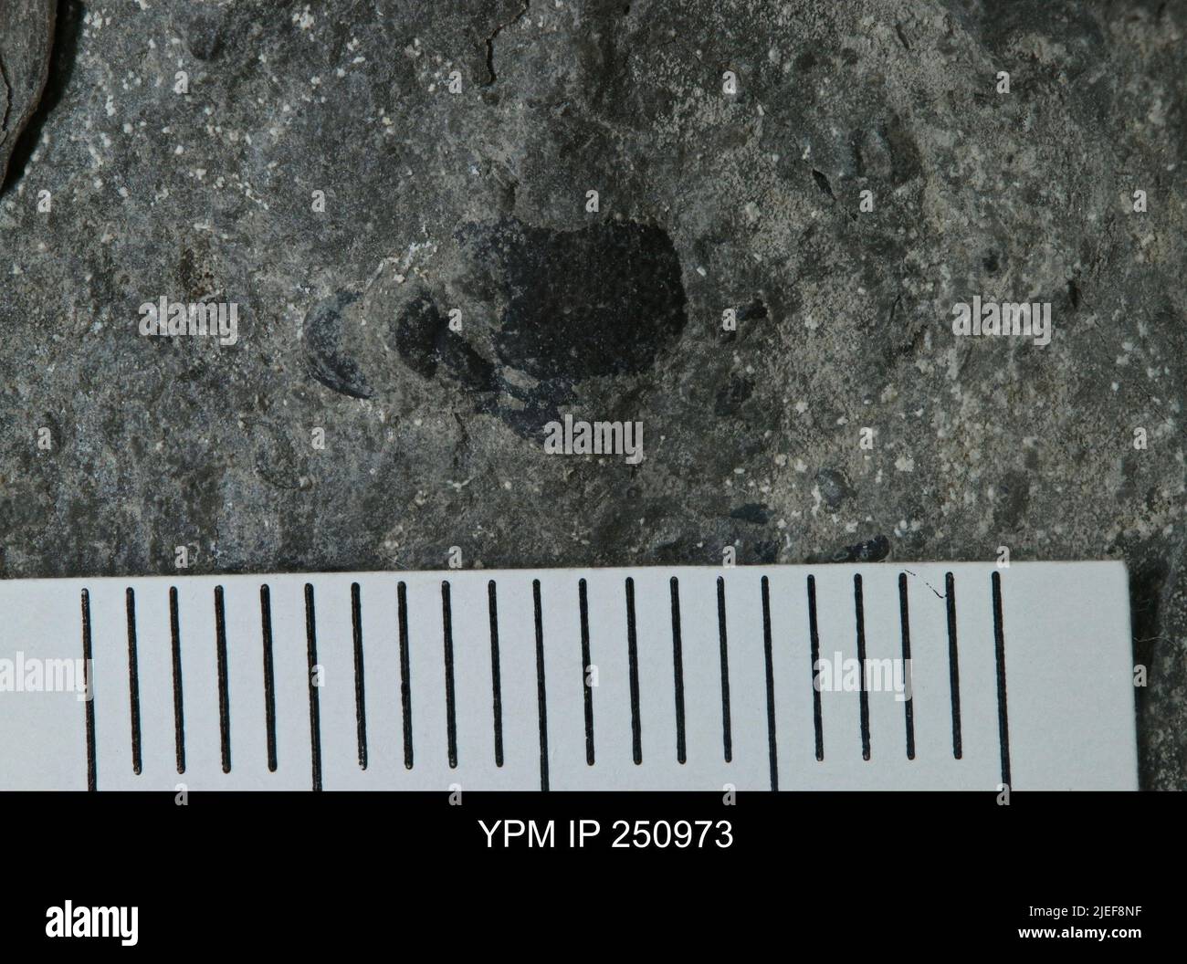 Trilobites eyes hi-res stock photography and images - Alamy