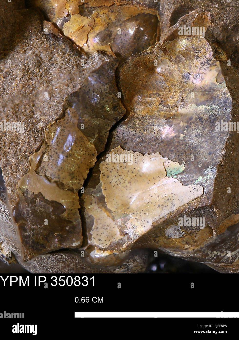 Ammonoidea animalia hi-res stock photography and images - Alamy