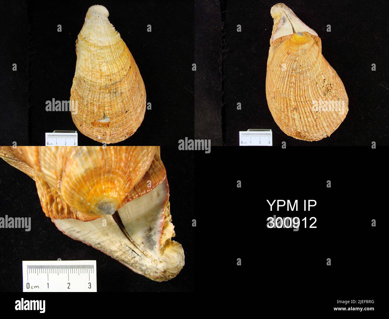 Spondylus sp hi-res stock photography and images - Alamy
