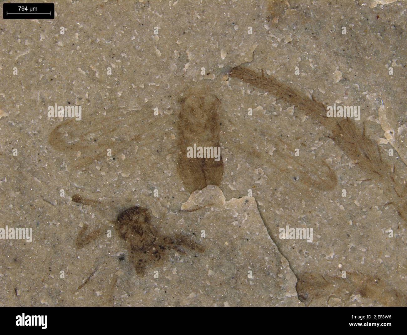 Undet homoptera animalia hi-res stock photography and images - Alamy