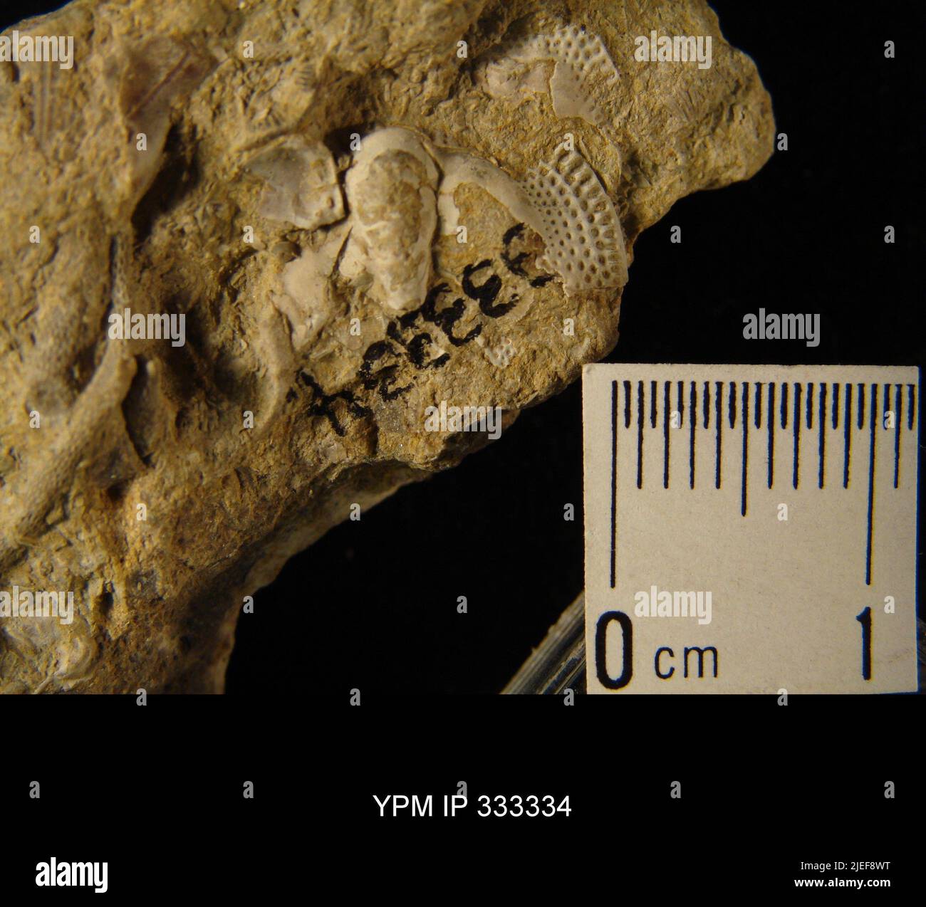 Cryptolithus sp animalia hi-res stock photography and images - Alamy