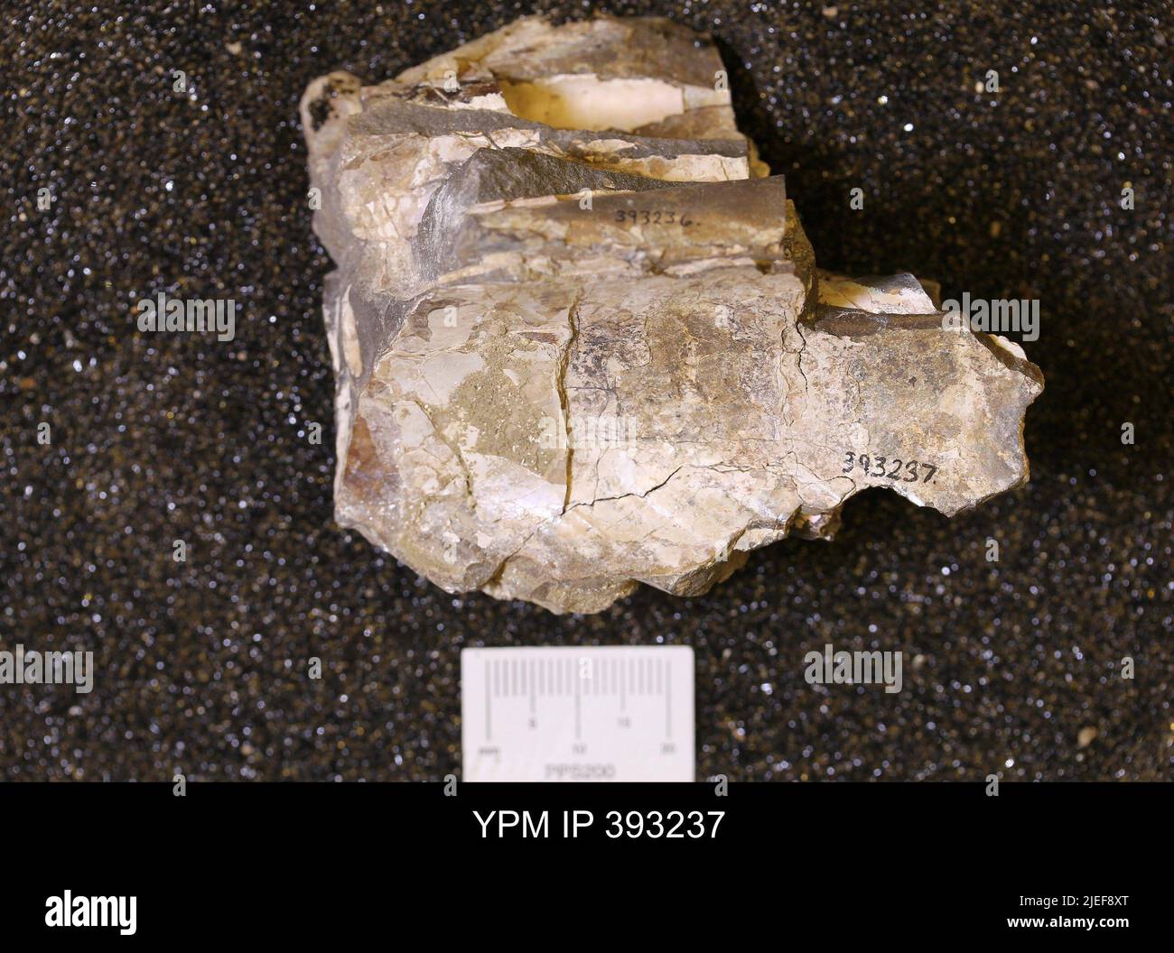 Baculites hi-res stock photography and images - Alamy