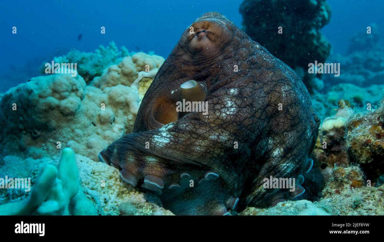 Red Sea, Egypt. 26th June, 2022. Portrait of big red Octopus sits on ...