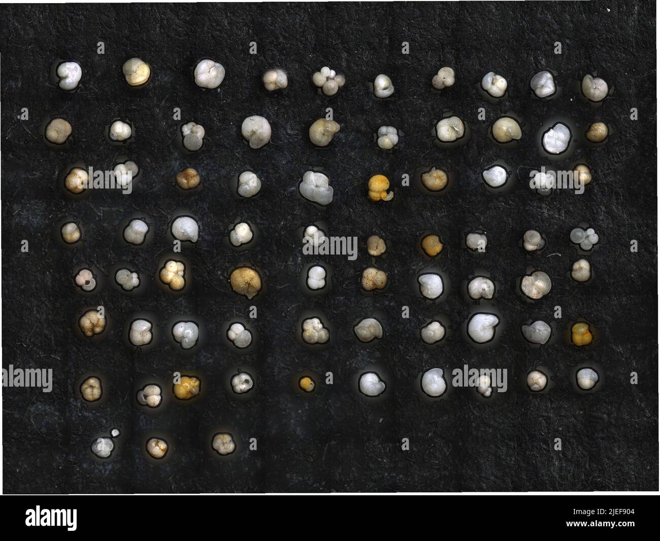 Globigerinoides ruber dorbigny hi-res stock photography and images - Alamy