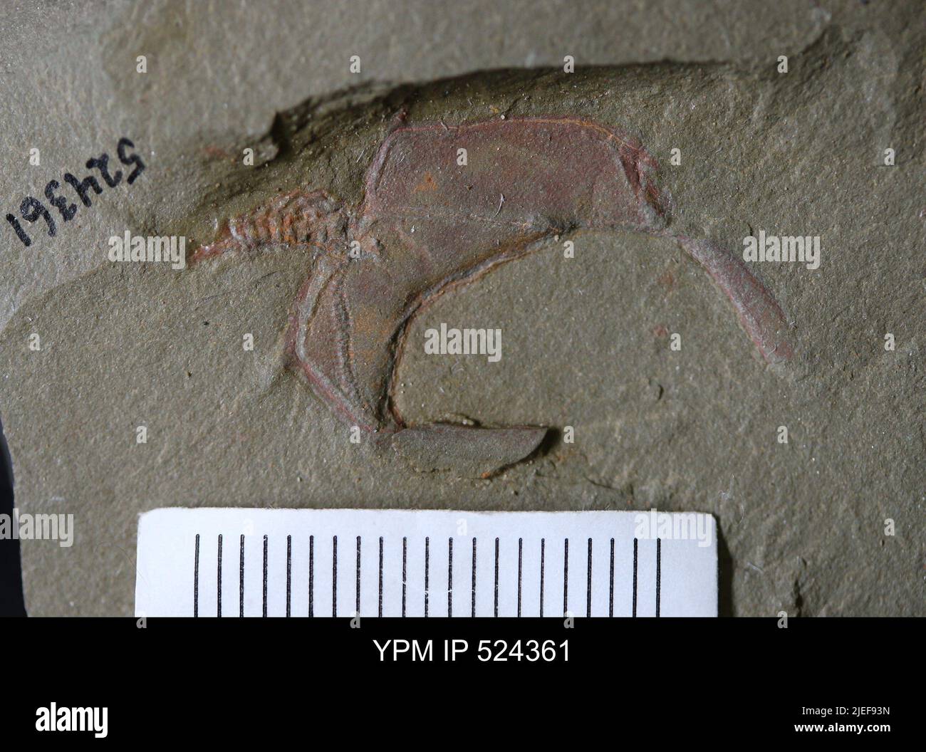 Cothurnocystis hi-res stock photography and images - Alamy