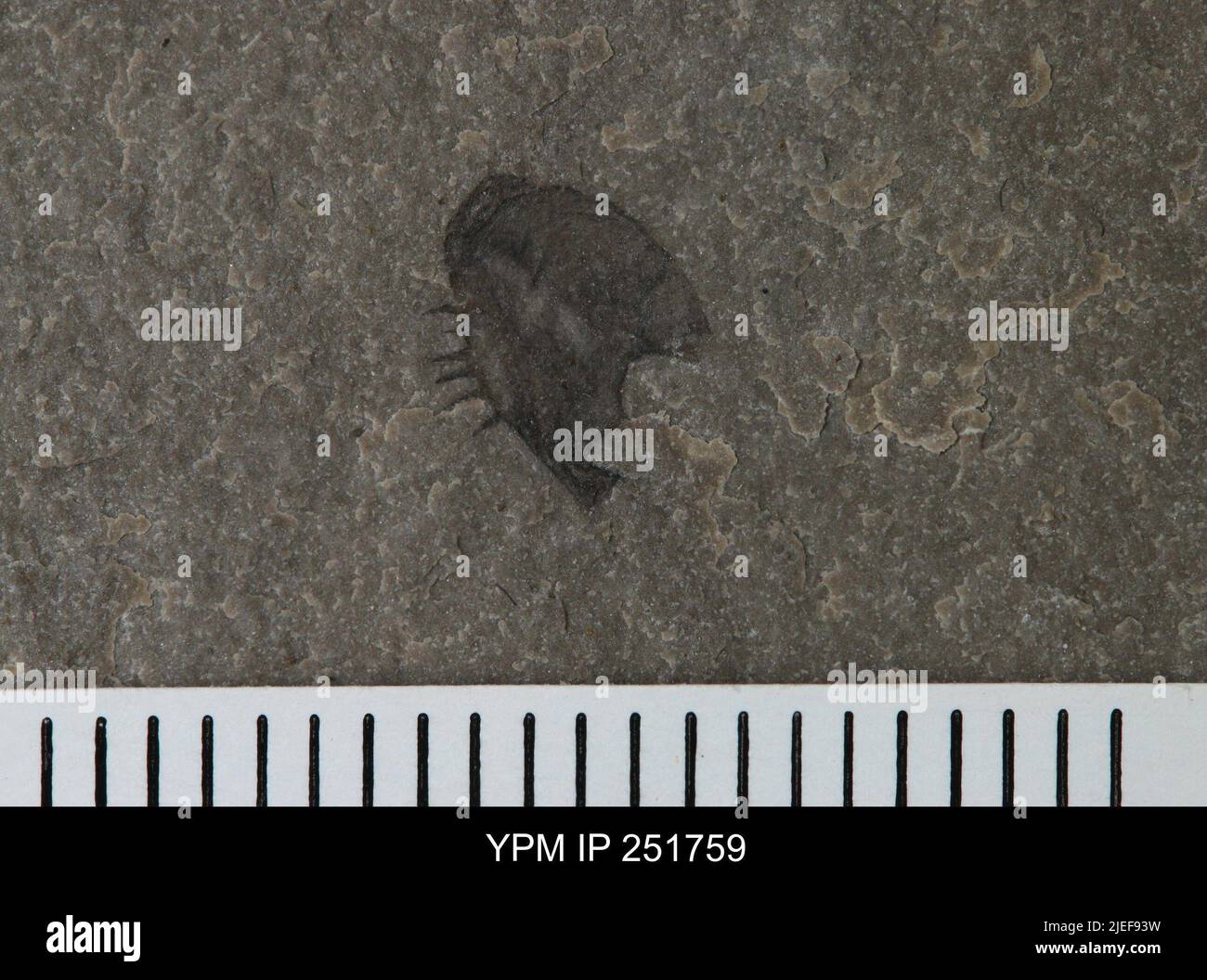 Eurypterida hi-res stock photography and images - Alamy