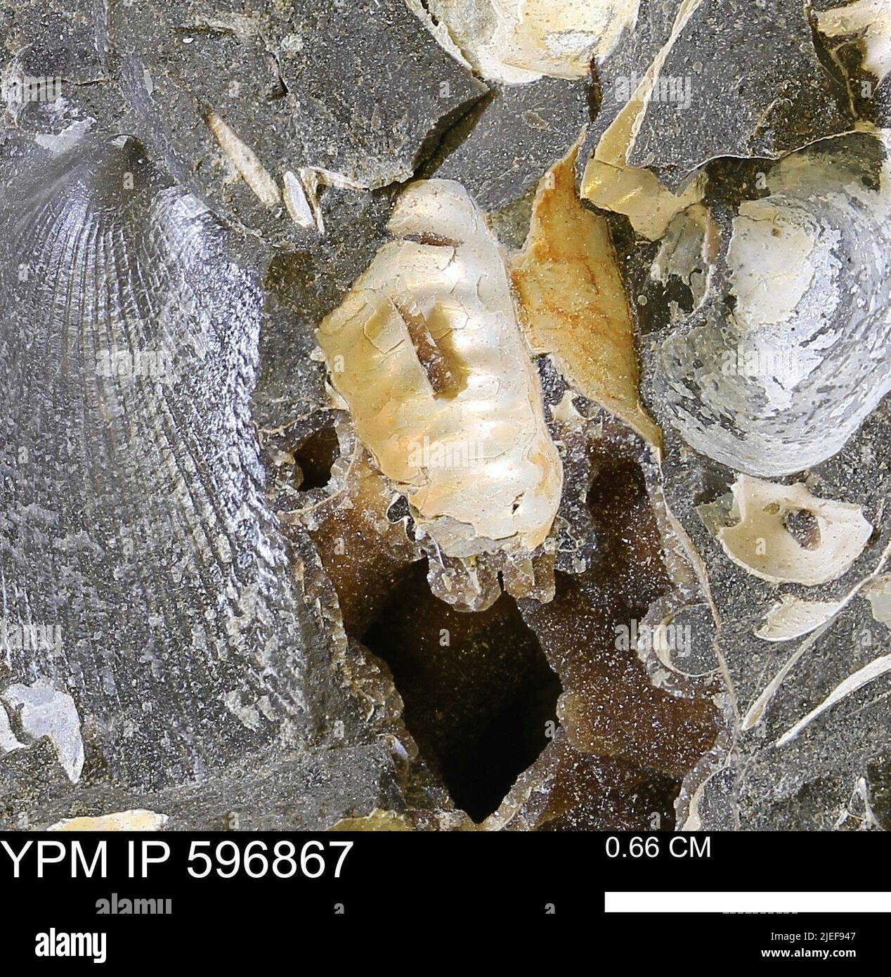 Ammonoidea animalia hi-res stock photography and images - Alamy