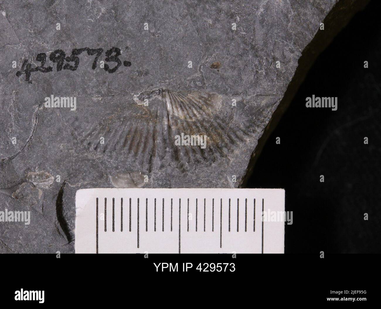 Mucrospirifer mucronatus animalia hi-res stock photography and images ...