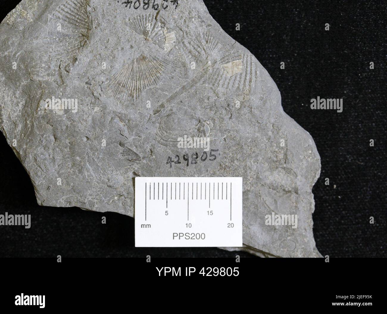 Pelecypoda bivalves hi-res stock photography and images - Alamy