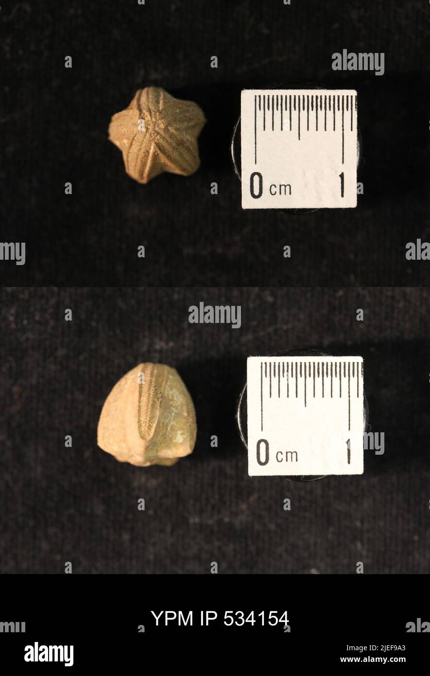 Pentremites conoideus Hall, 1856 Stock Photo - Alamy