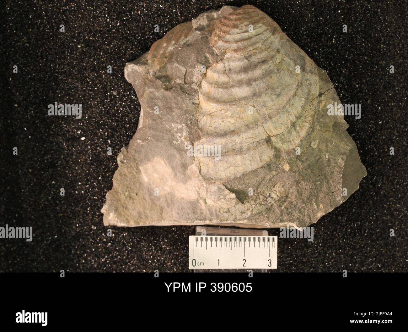 Inoceramus sp animalia hi-res stock photography and images - Alamy